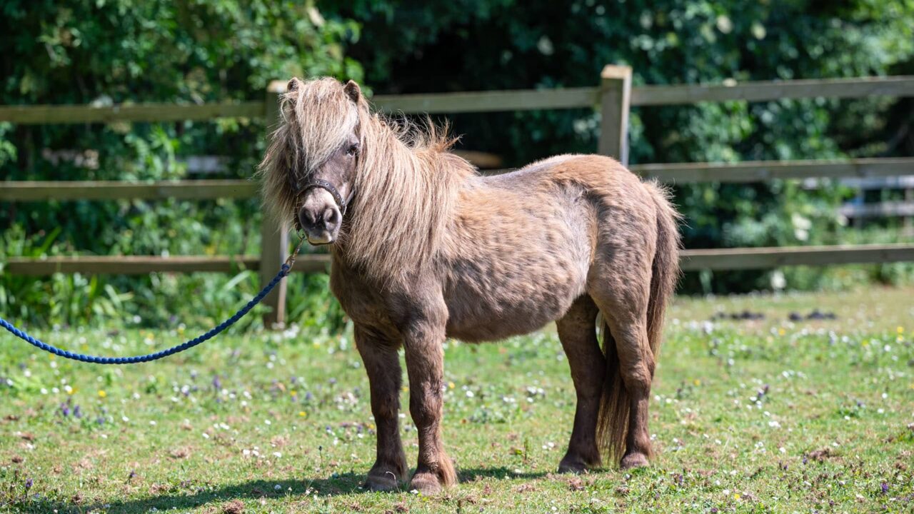 Mousey Prince | The Mare and Foal Sanctuary